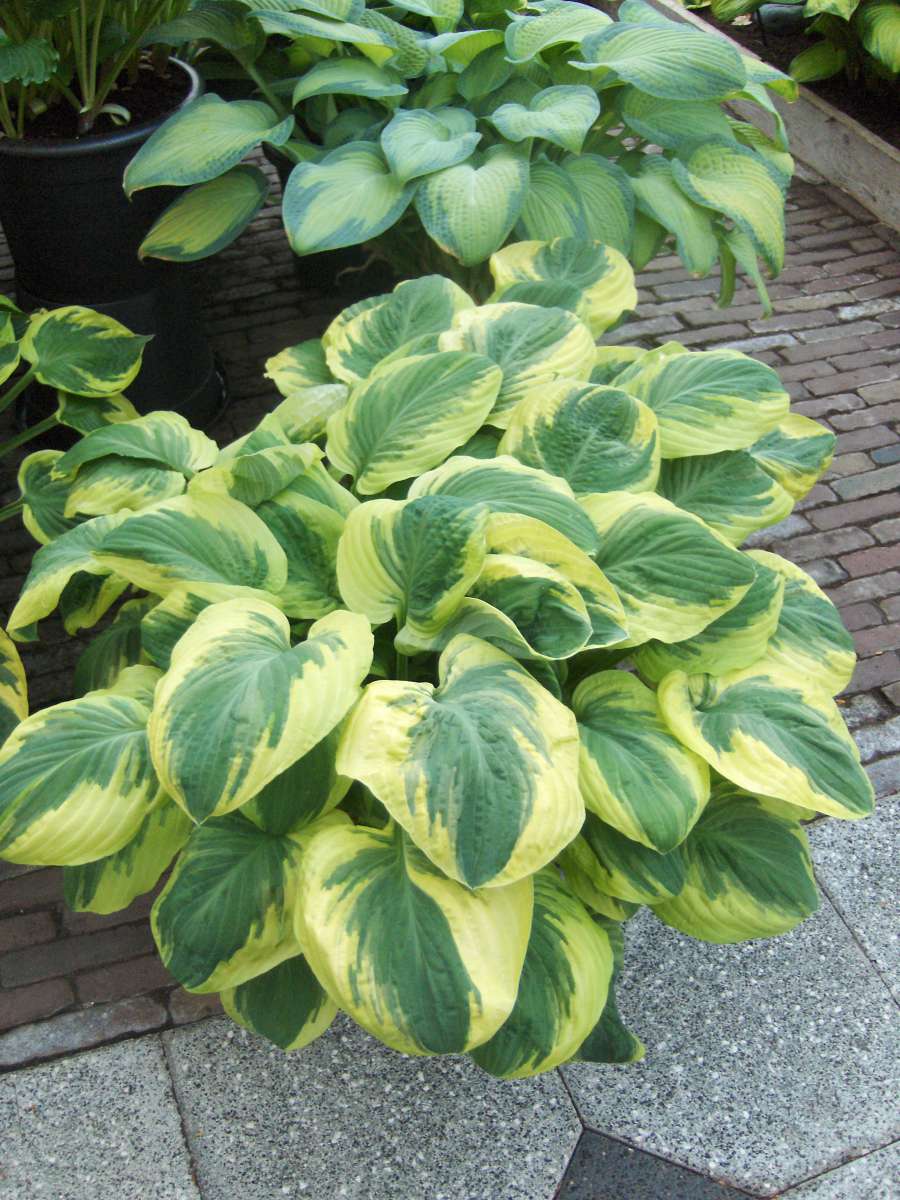 Hosta Carnival (9cmT.) | Hosta, Funkie | Stauden | Duft- und ...