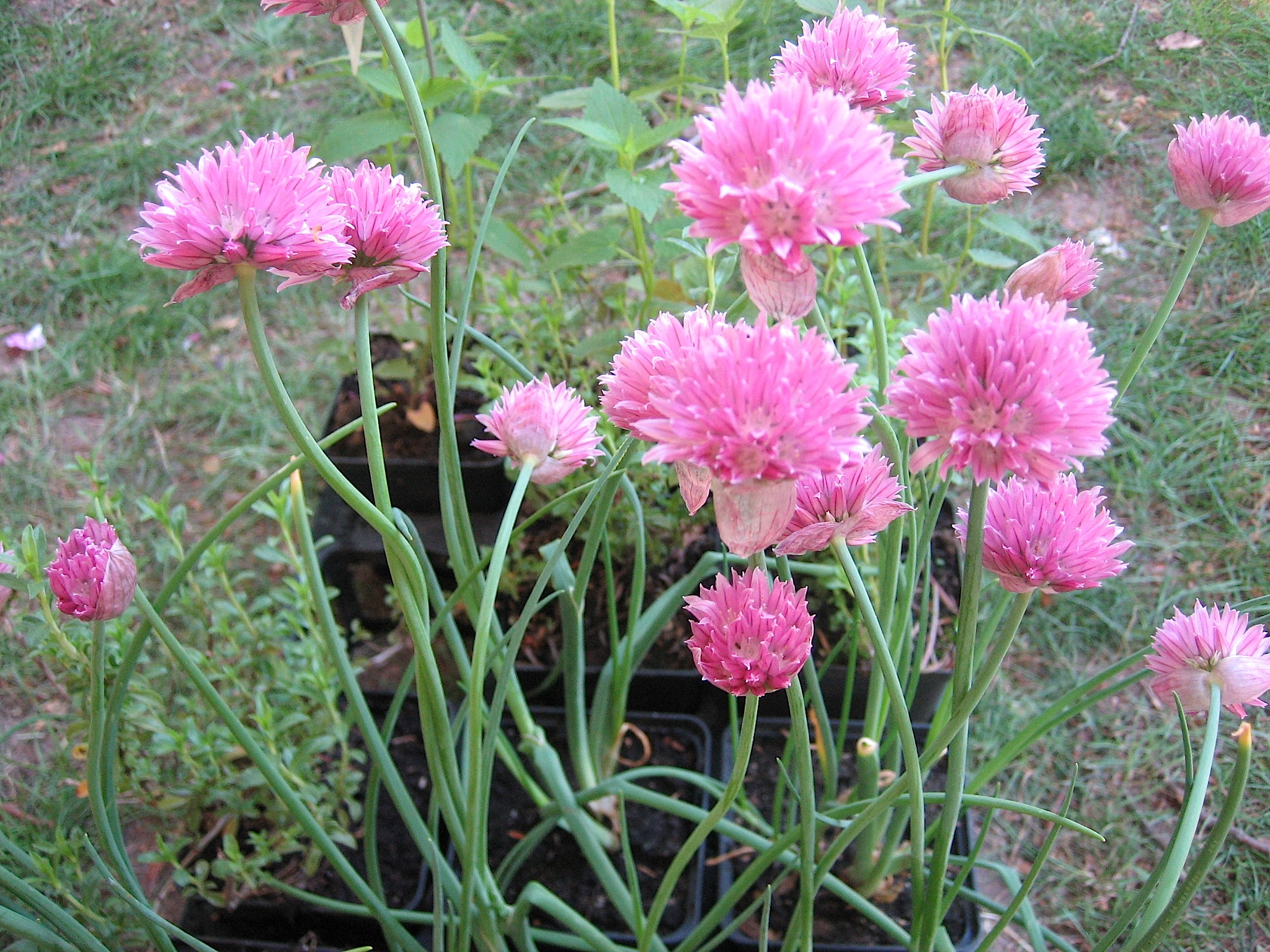 Allium schoenoprasum ´Forescate`(i.12T.) Schnittlauch, burgunderrot ...