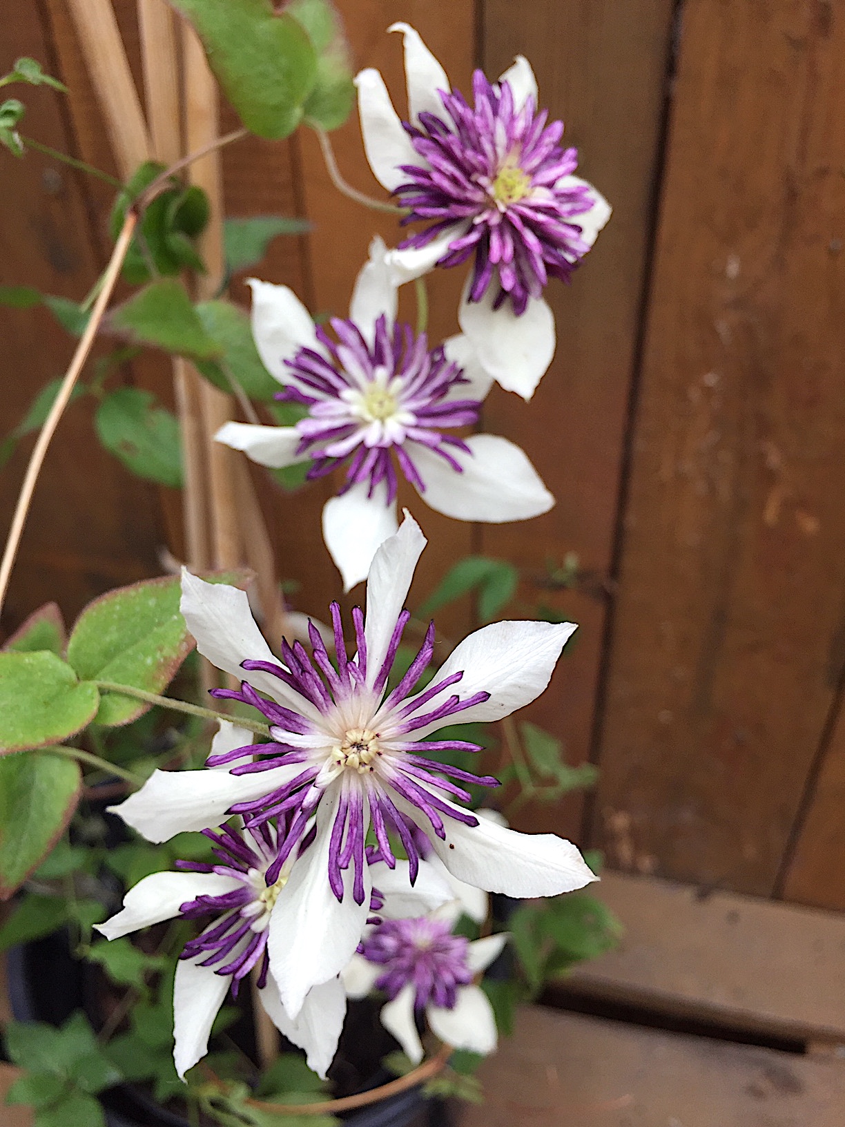Clematis „Vienetta“ TM GarlandR(i.2lT.), Waldrebe | Kletterpflanzen ...