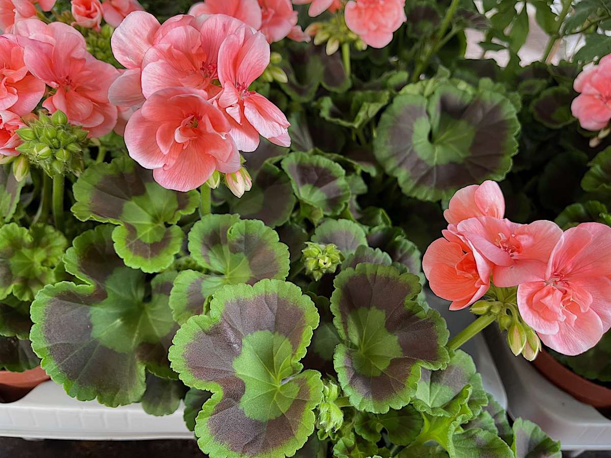 Pelargonium zonale „Schoko Blatt“ lachs (i.9 cmT.) | Schmuckblatt ...