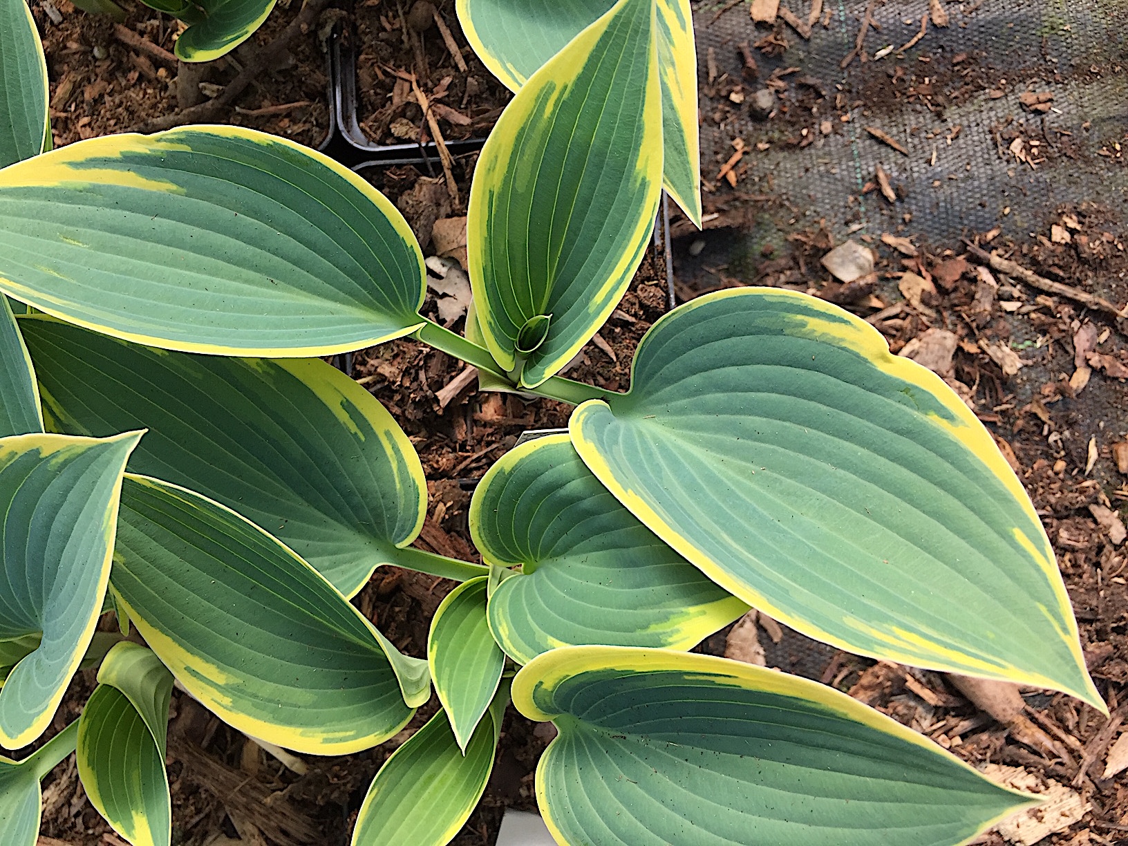 Hosta „Valley`s Glacier“ (i.9cmT.) | Hosta, Funkie | Stauden | Duft ...