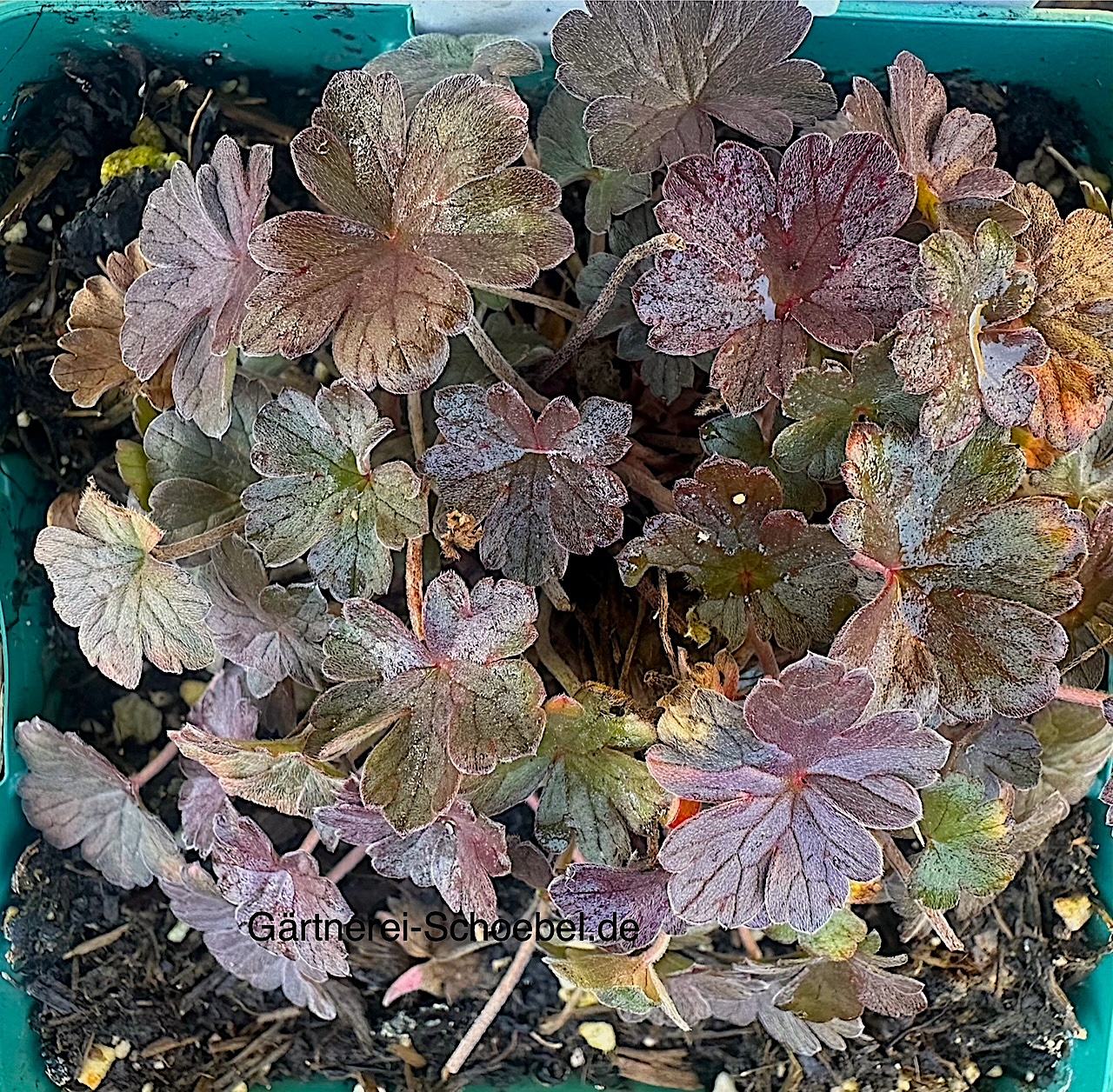 Geranium „Dusky Crug“ (i.11cmT.), Storchschnabel | Stauden | Stauden ...