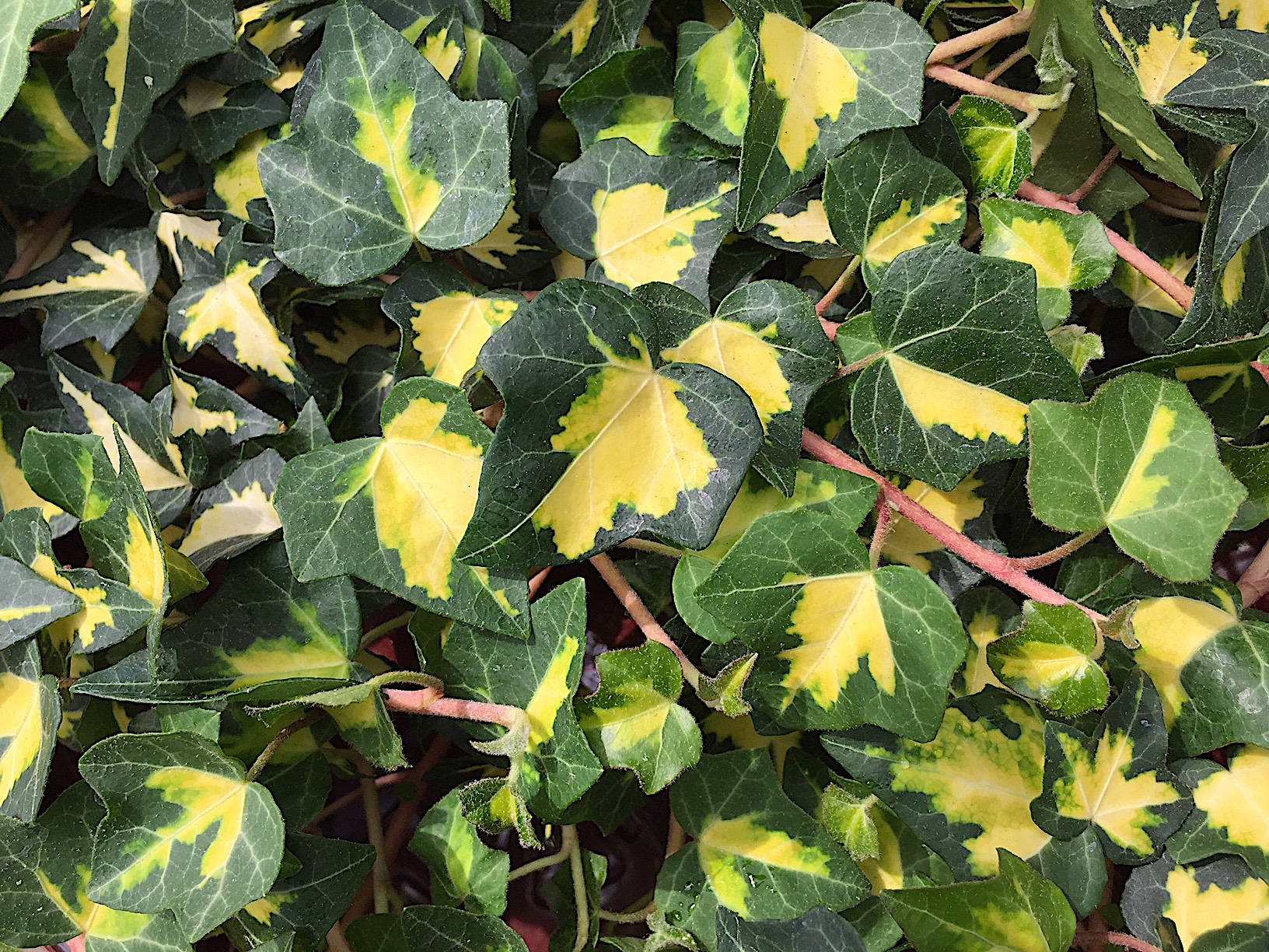 Hedera helix „Goldheart“ (i.9cmT.) | Kletterpflanzen, Fassadenbegrünung ...