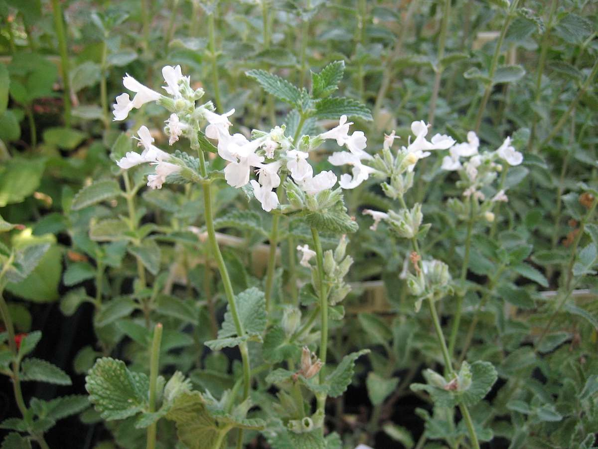 Nepeta faassenii ´Snowflake`(i.9cmT.) Katzenminze | Kräuter | Duft- und ...
