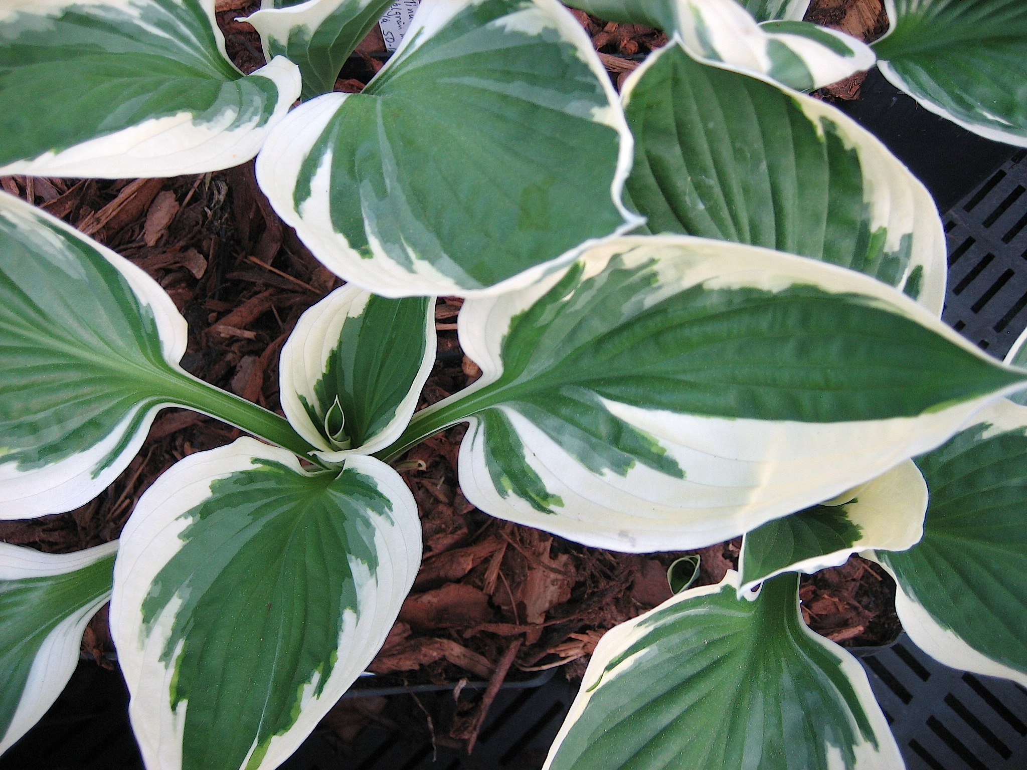 Hosta "Minute Man" (i.9cm.T), Funkie | Hosta, Funkie | Stauden | Duft ...
