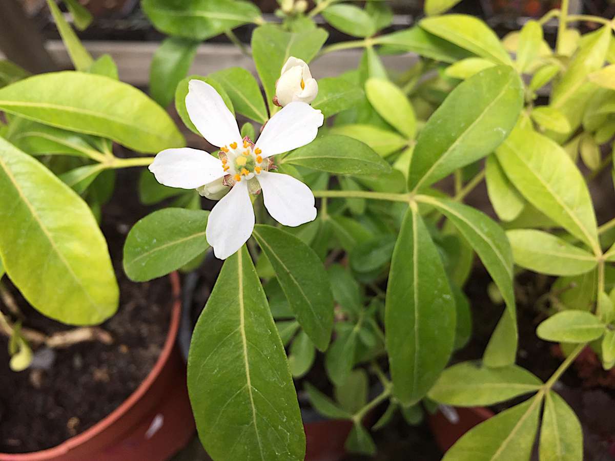 Choisya ternata (i.11cmT.), Orangen Blume | Stauden | Stauden | Duft ...