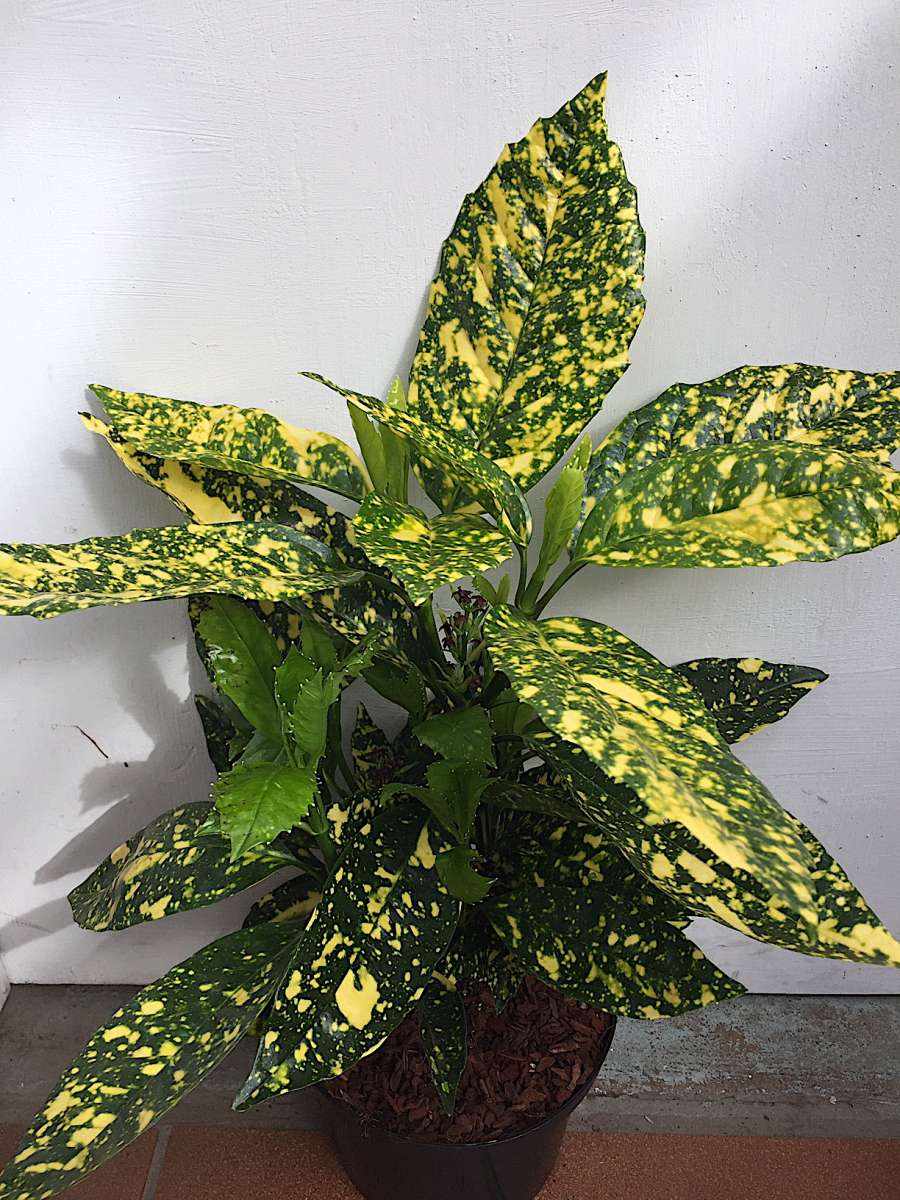 Aukuba japonica „Crotonifolia“ (i.15cmT.), Japanische Aukube ...