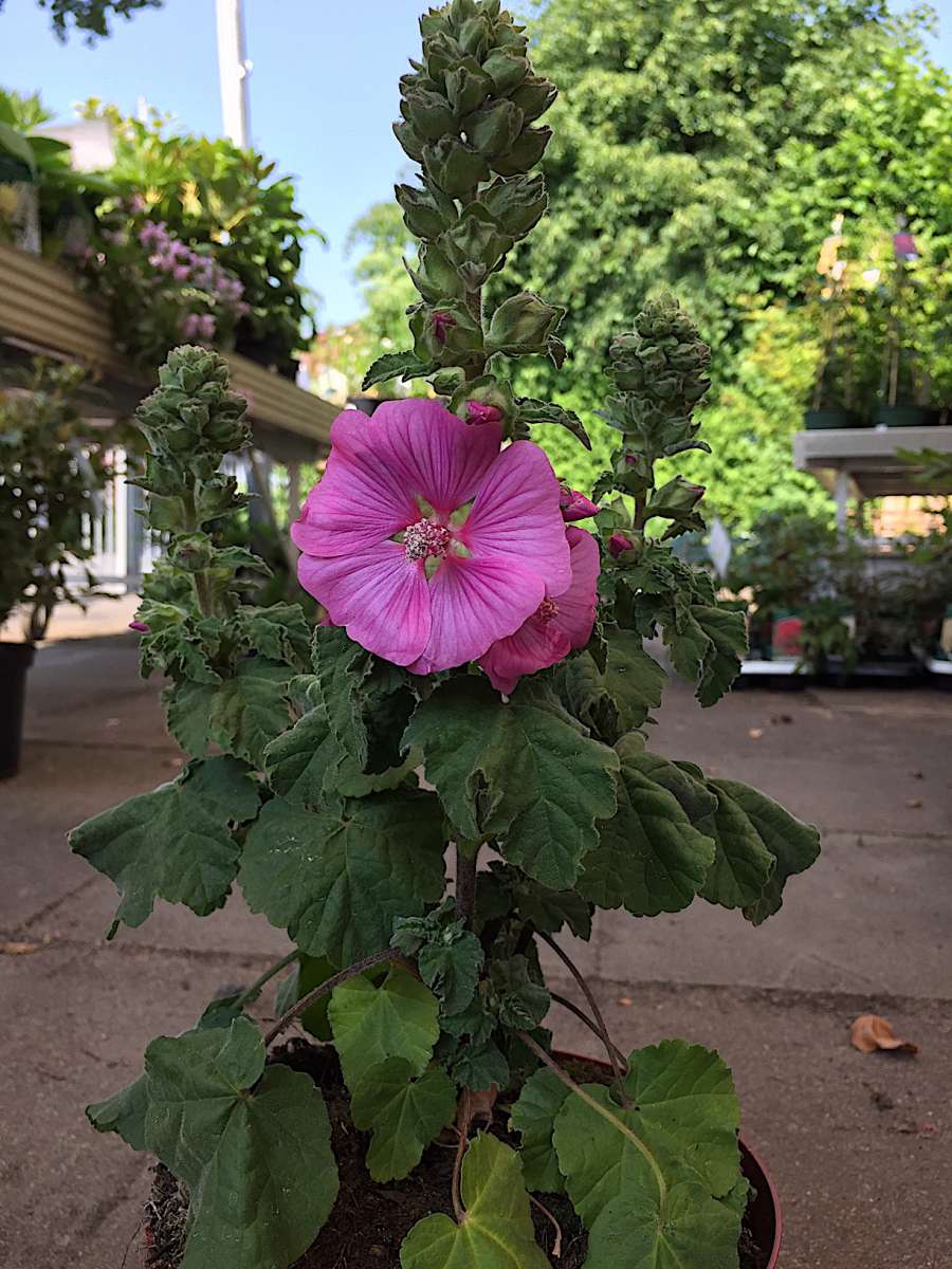 Lavatera trimestris „Rosea“ (i.19cmT.), Buschmalve, Bechermalve ...