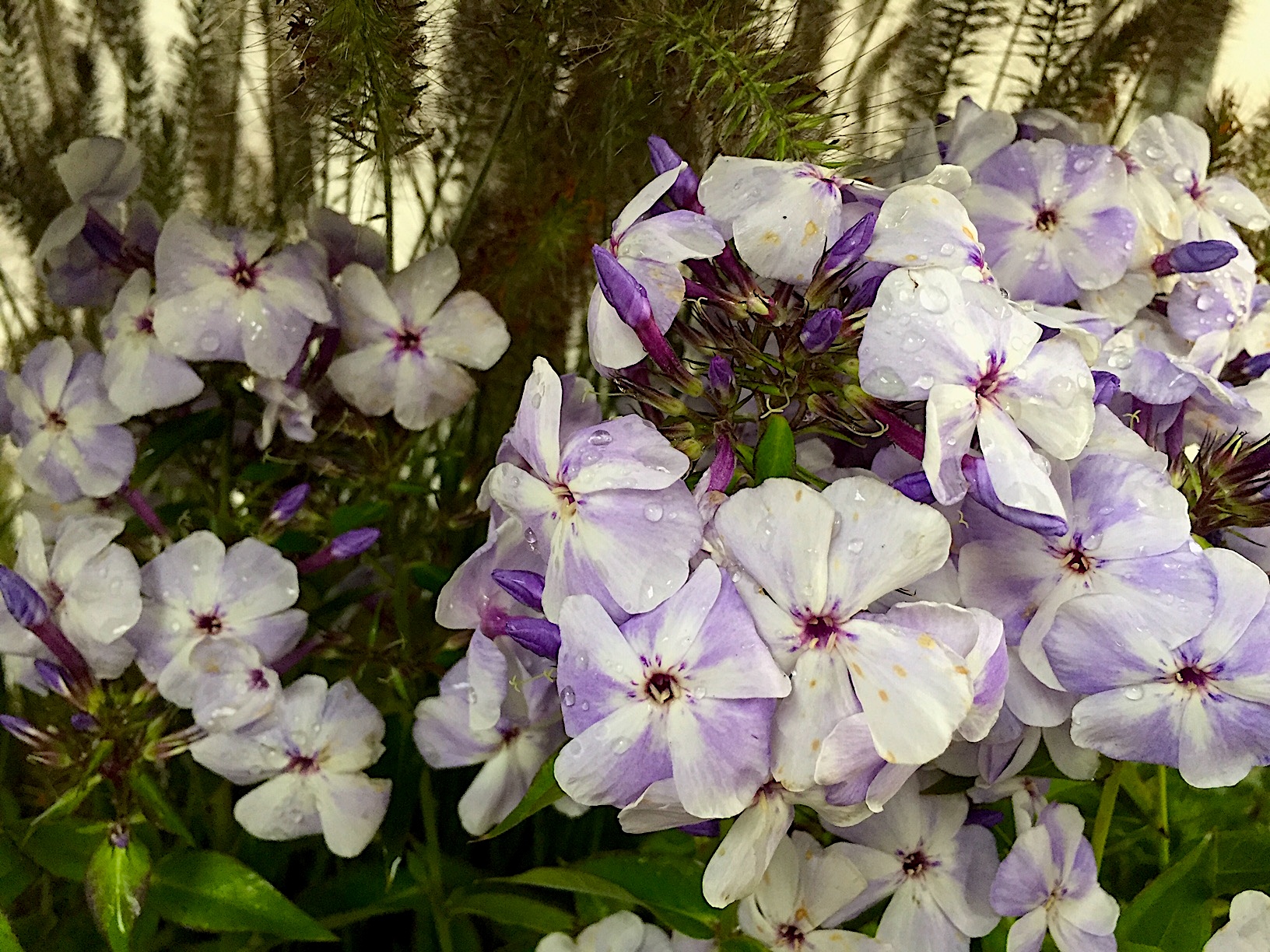 Phlox paniculata „Flame Marine ®“ (i.11cm T.), Sommer - Phlox | Stauden ...