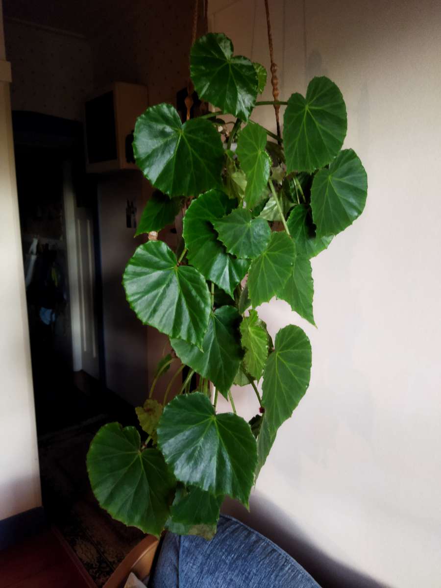 Begonia ricinifolia "Immense" (i.11cmT.), Härchen Begonie ...