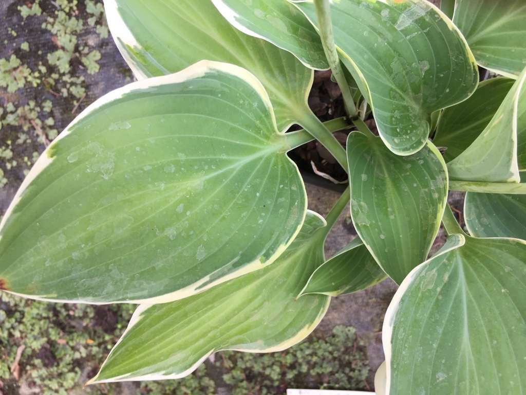 Hosta „Dixie Chick“ (i.11cmT.) | Hosta, Funkie | Stauden | Duft- und ...