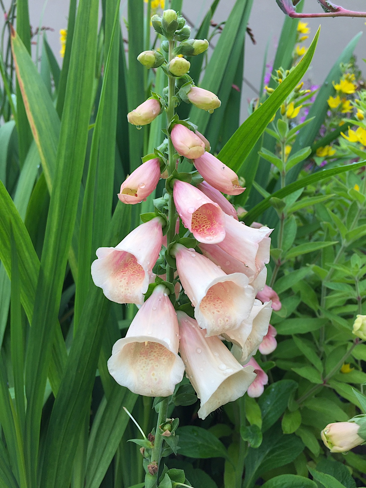 Digitalis purpurea „Dalmatian Peach“(i.11cmT.), Fingerhut | Stauden ...