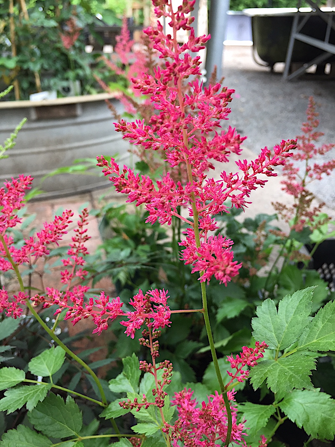 Astilbe japonica „Ruby Red“ ® (i.11cmT.), Prachtspiere | Stauden ...