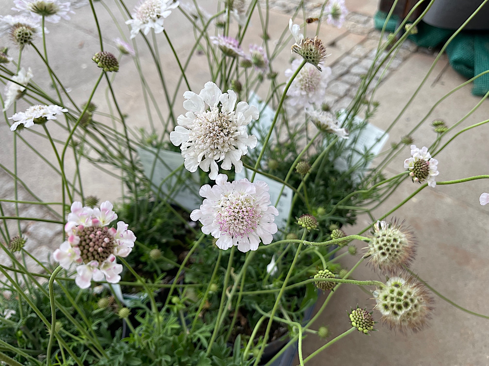 Scabiosa columbaria „White“(i.13cmT.), Scabiose | Stauden | Stauden ...