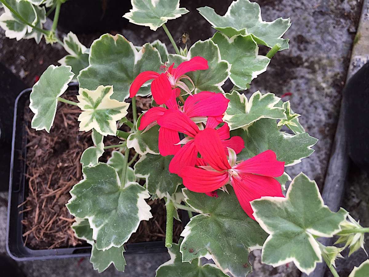 Schmuckblatt-Pelargonien | Duftblatt-Pelargonien | Duft- und ...
