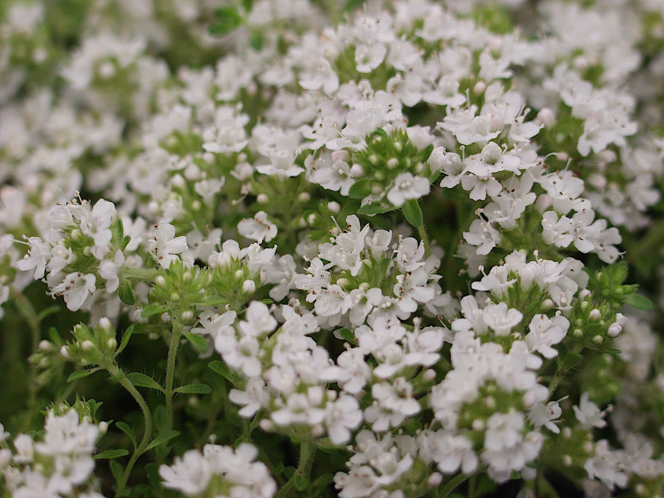 Thymus praecox "Albiflorus" Thymian (i.11cmT.) | Stauden | Stauden ...