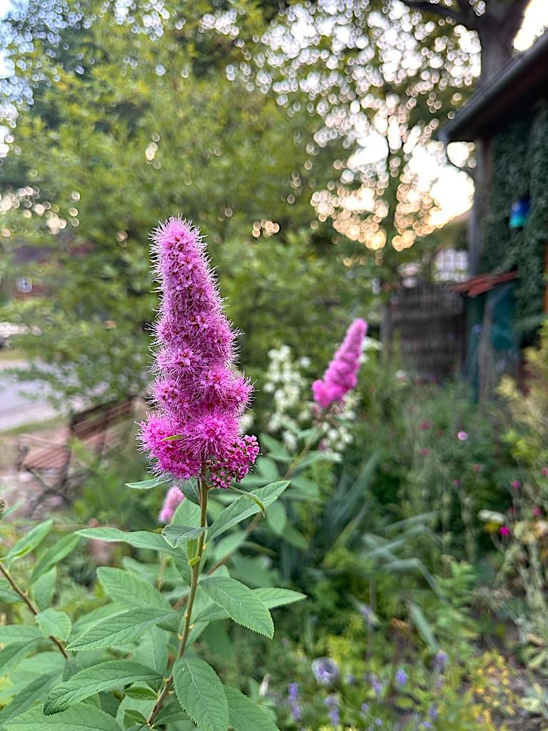 Spirea douglasii (i.18cmT), jetzt Grösse 60-80 cm, Western Spirea ...