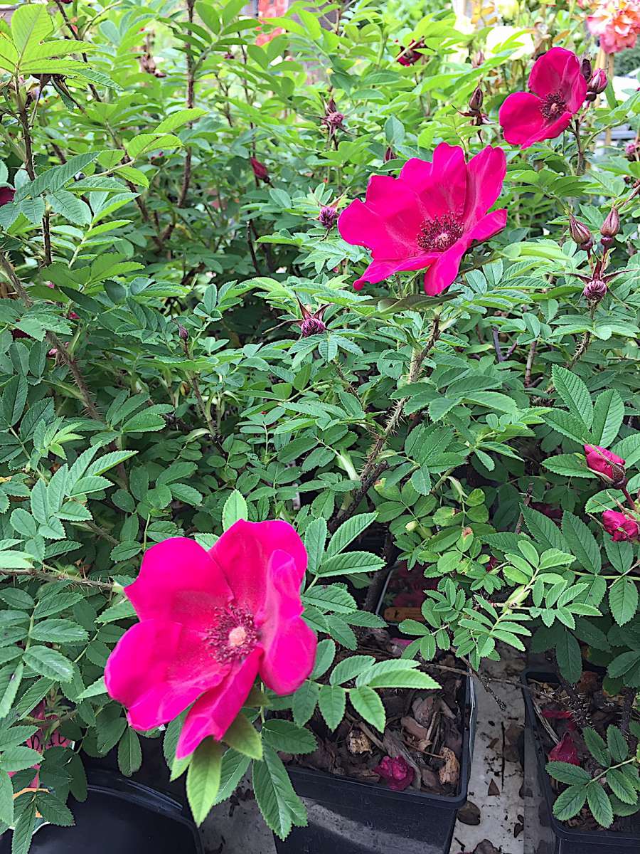 Rosa Rugosa Strandperle Norderney i 3lT Rosen Duft Und rosa-rugosa-strandperle-norderney-i-3lt-rosen-duft-und