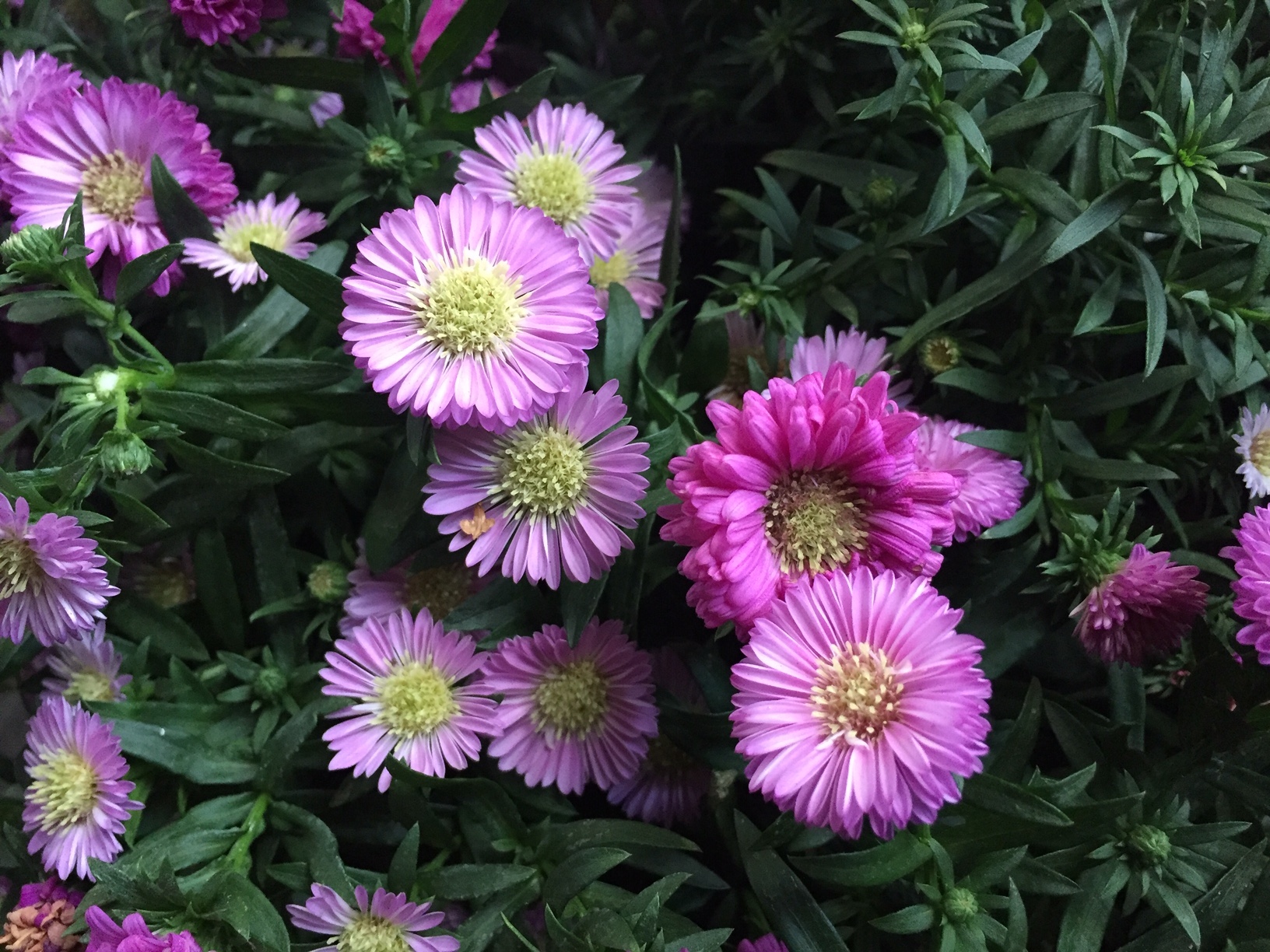 Aster novi-belgii „Pink delight“ (i.11cmT.), Herbst Aster | Stauden | Stauden | Duft- und ...