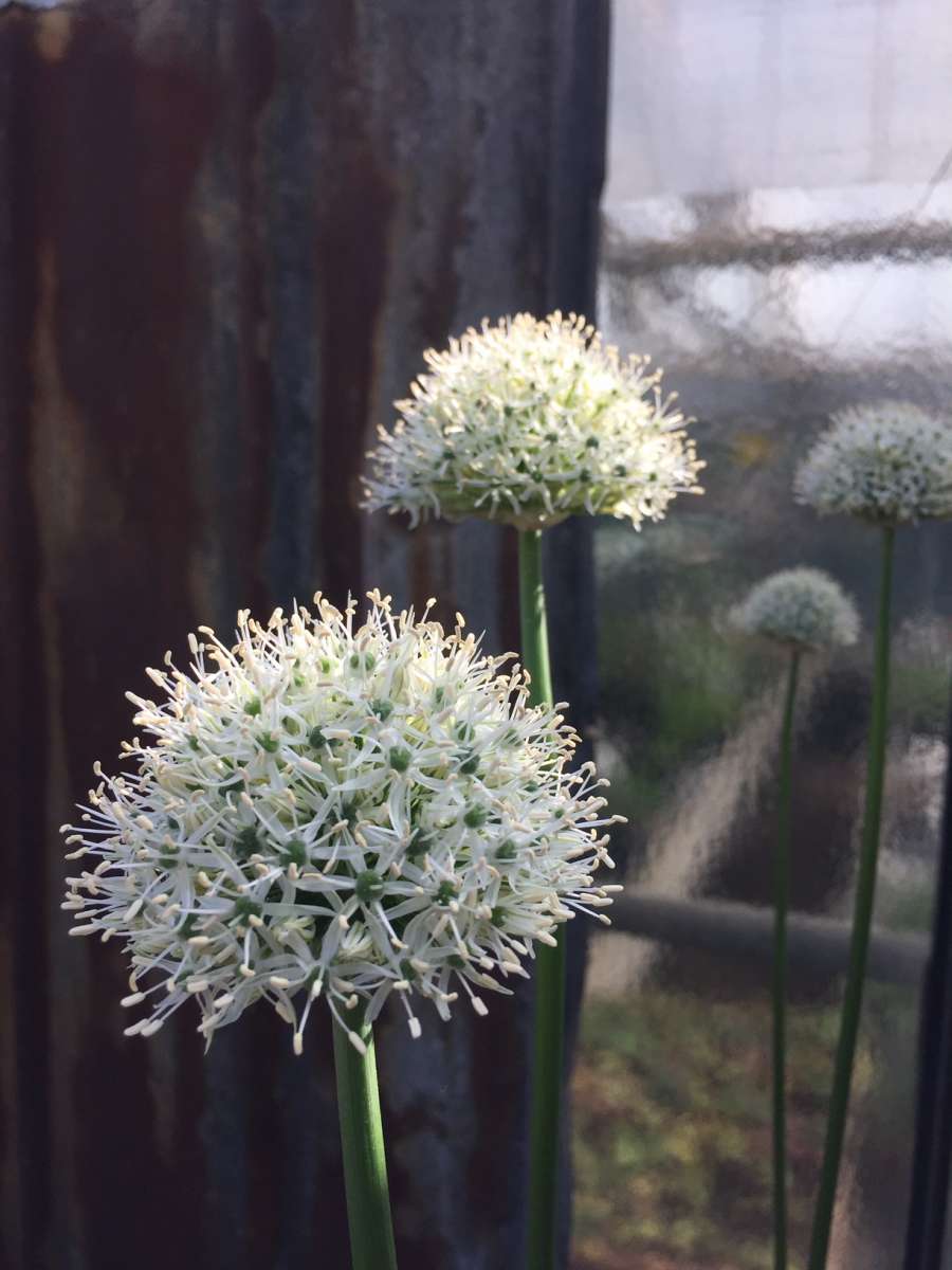 Allium hirtifolium. var. album , Zierlauch | Knollen & Zwiebeln | Duft ...