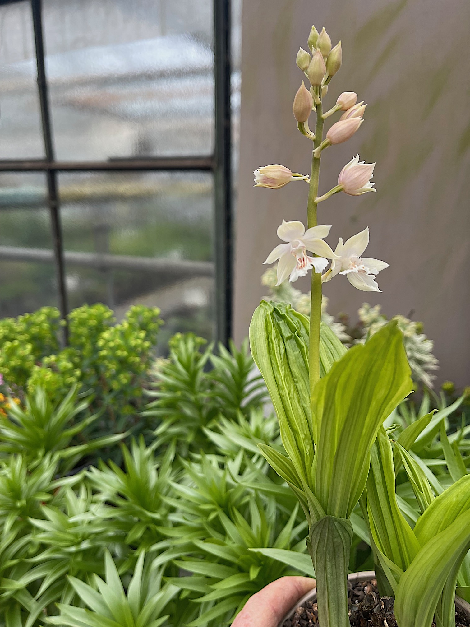 Calanthe sieboldii creme (i.13cmT.), japanische Landorchidee ...