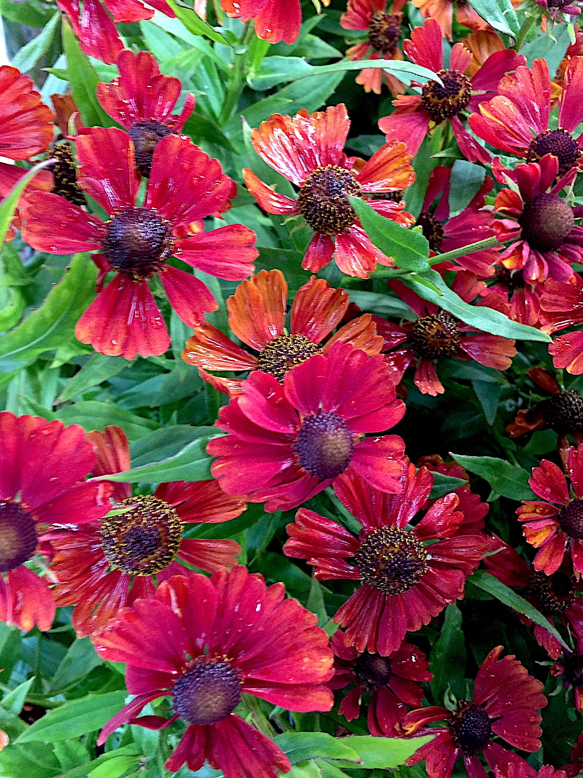Helenium x cultorum „Strawberry Sundae“® (i.12cmT.), Sonnenbraut ...