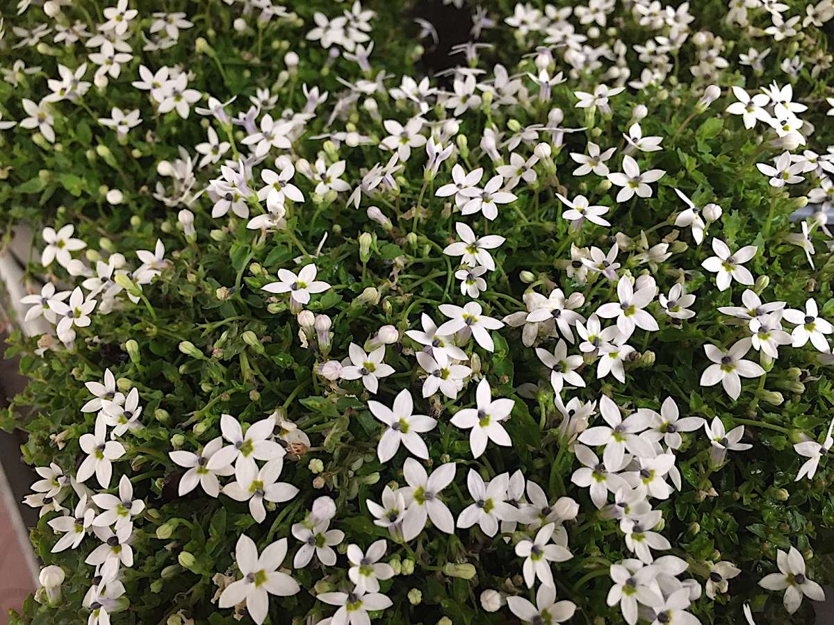 Isotoma fluviatilis „White Splash“ (i.11cmT.) | Stauden | Stauden ...