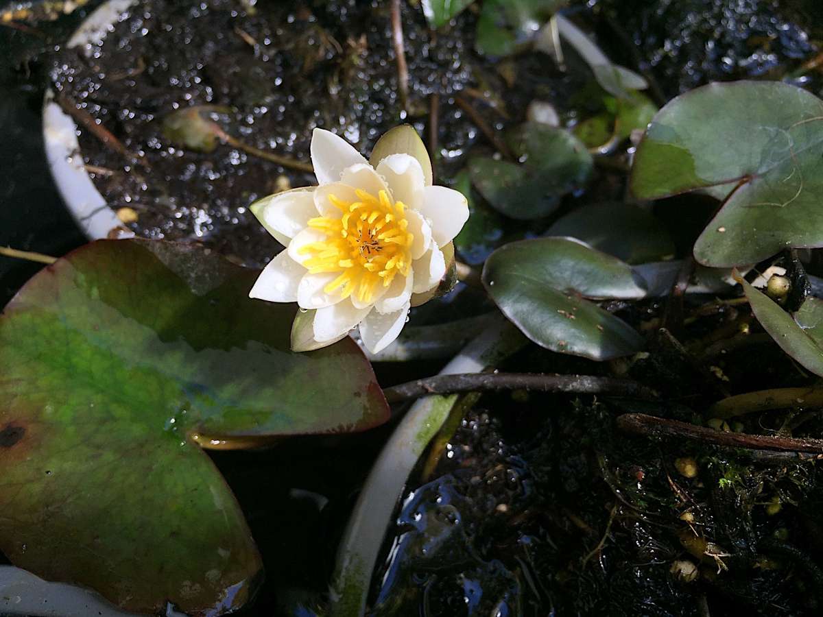 Nymphaea tetragona „Alba“ (i.11cmT.), Seerose | Wasserpflanzen ...