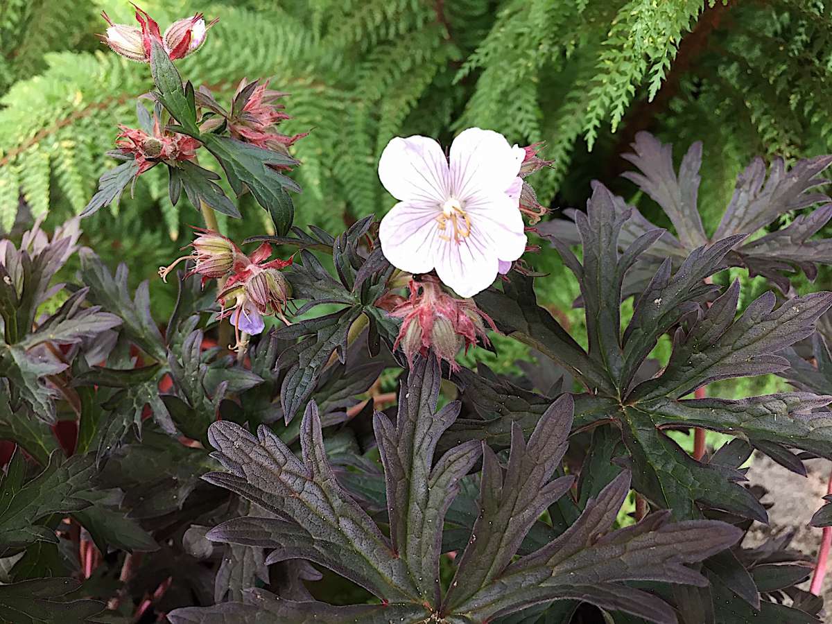 Geranium pratense „Black`n White“ ® (i.9cmT.) | Stauden | Stauden ...