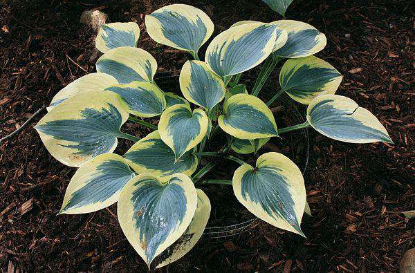 Hosta „Autumn Frost“ R (i.9cmT.), Funkie | Hosta, Funkie | Stauden ...