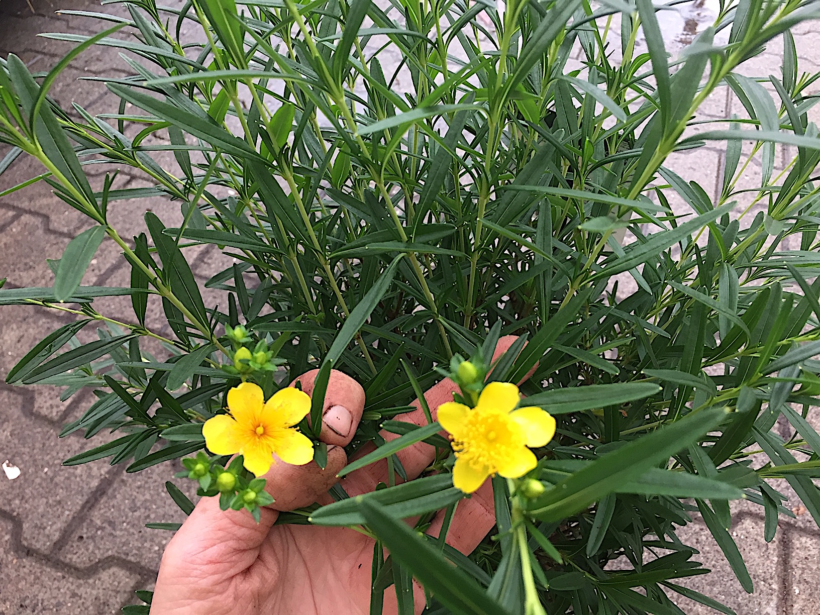 Hypericum kalmianum „Gemo“ (i.4lT.), Johanniskraut | Stauden | Stauden ...