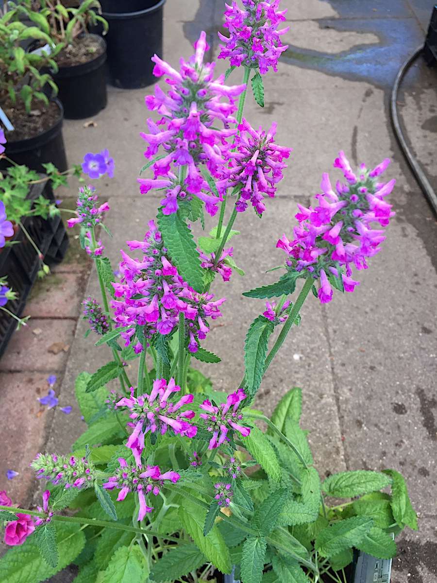 Stachys monnieri „Summer Romance“ ®(i.11cmT.) | Stauden | Stauden ...