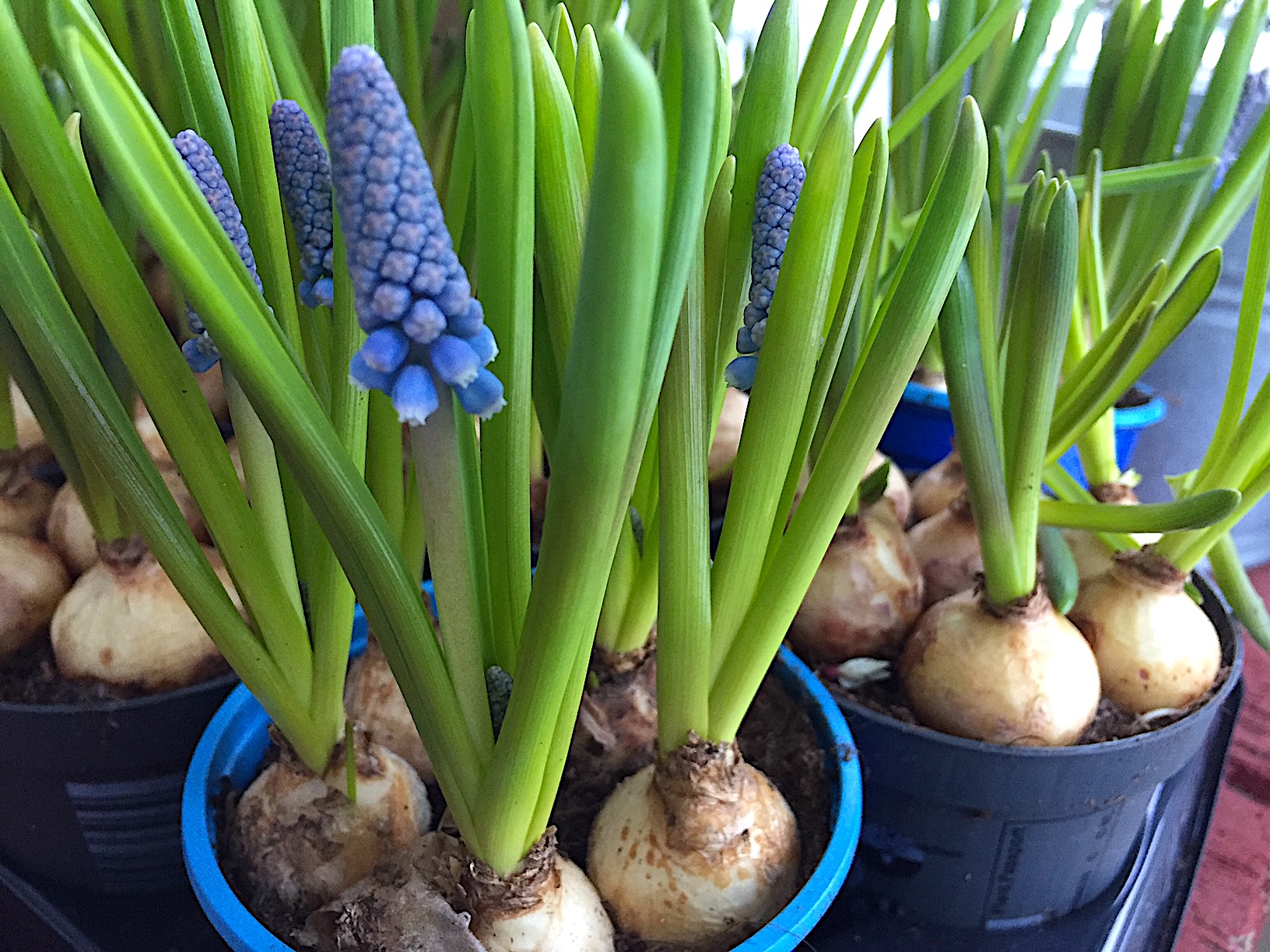 Muscari armeniacum (i.9cmT.) „Atlantic“ blau | Knollen & Zwiebeln ...