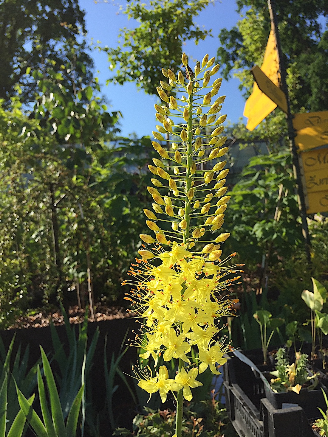 Eremurus stenophyllus "Solid Yellow“( i.21cmTopf), Steppenkerzen ...
