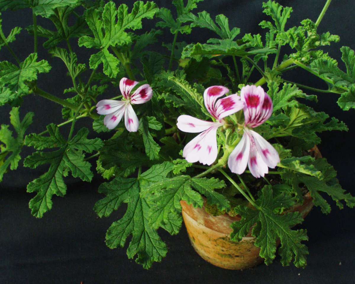 Pelargonium ´Fair Ellen`(i.10cmT.) | Duftblatt-Pelargonien | Duftblatt ...