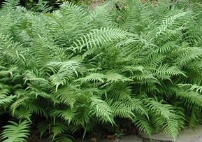 Dryopteris ludoviciana (i.9cmT.) Südlicher Waldfarn | Farne | Stauden ...