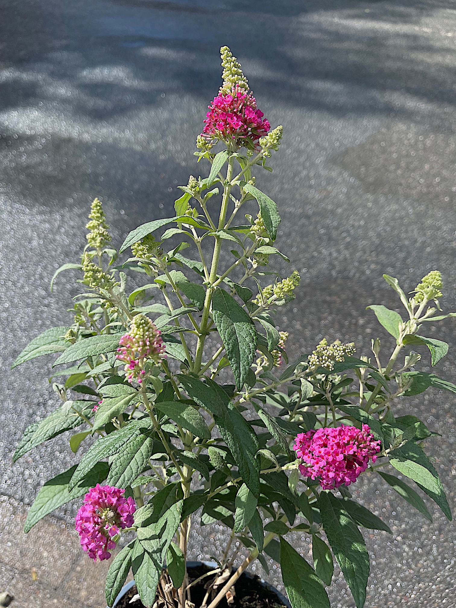 Buddleia davidii „Buzz® Velvet“ (i. 17cm T.), Schmetterlingsstrauch ...