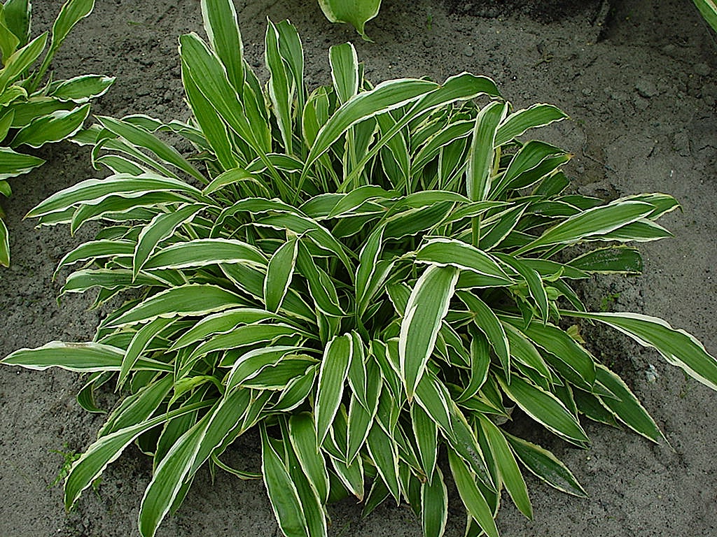 Hosta "Stiletto" (i.9cmT) | Hosta, Funkie | Stauden | Duft- und ...
