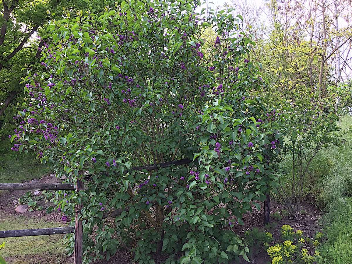Syringa vulgaris „Andenken an Ludwig Späth“ (i.1,5 l Topf) | Gehölze ...
