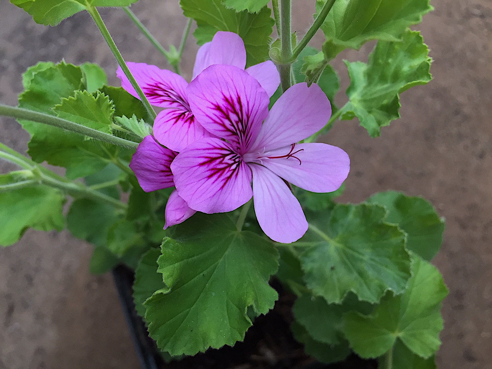 Pelargonium ´Odorata Cola`(I.10cmT.) | Duftblatt-Pelargonien ...