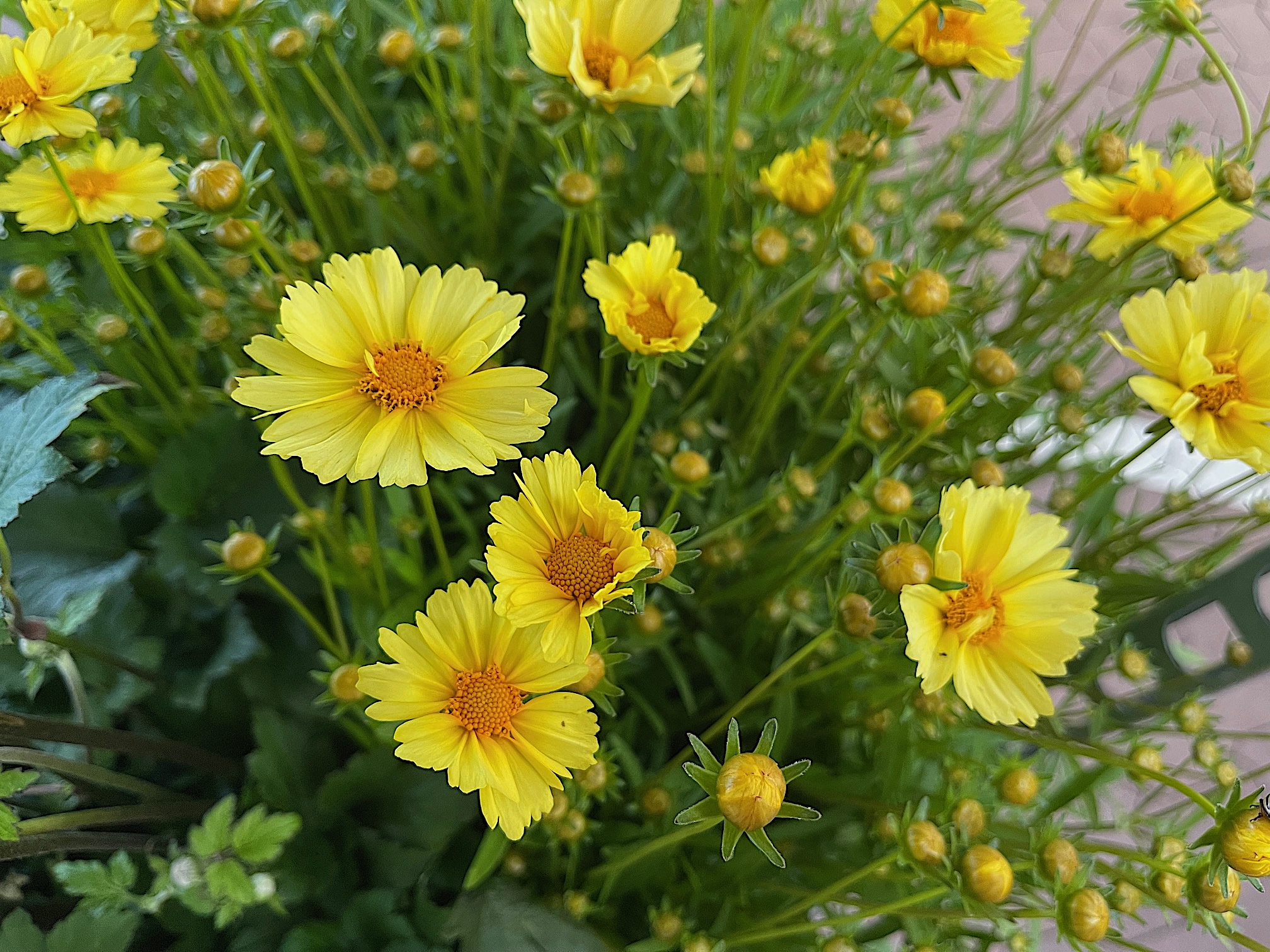 Coreopsis auriculata „Limoncello“ (i.13 cm T.), Mädchenauge - neue ...
