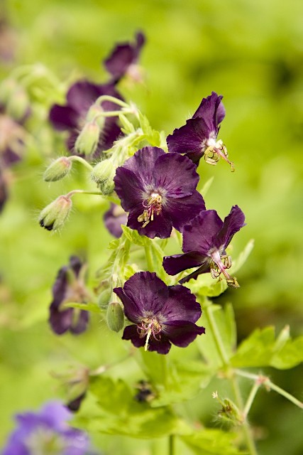 Geranium phaeum „Raven“ (i.9cmT.), Storchenschnabel | Stauden | Stauden ...