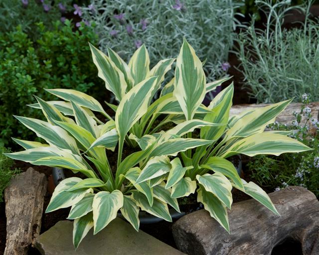 Hosta ´Lakeside Dragonfly` (11cmT.) | Hosta, Funkie | Stauden | Duft ...