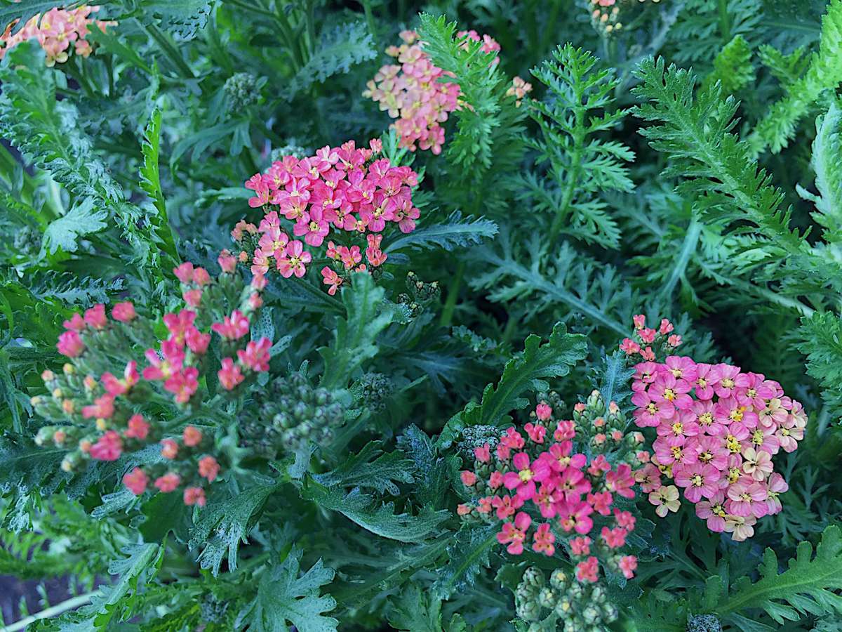 Achillea millefolium „Milly Rock Rose“ (i.11cmT.) | Stauden | Stauden ...