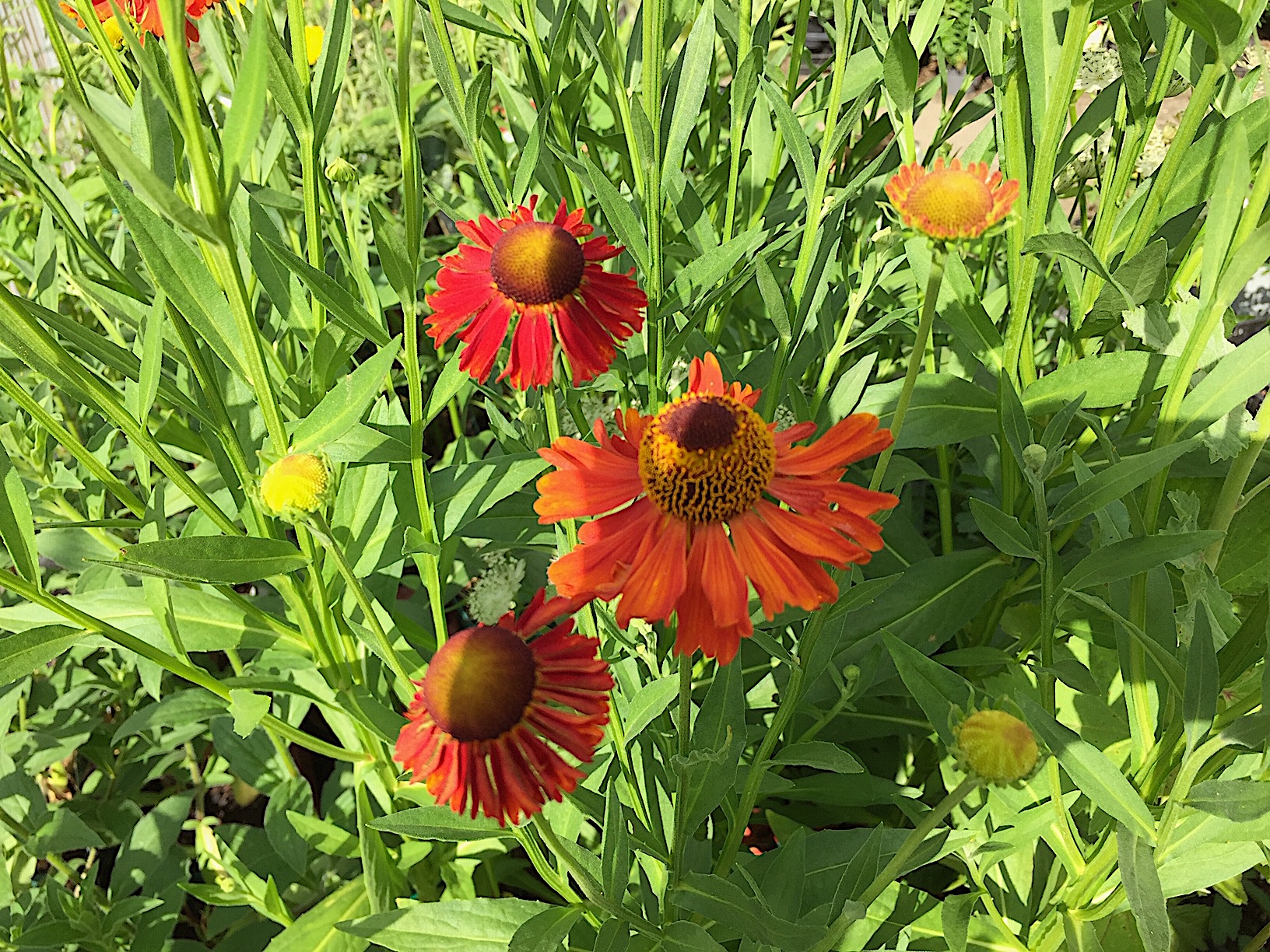 Helenium x cultorum „Red Army“ (i.11cmT.), Sonnenbraut | Stauden ...