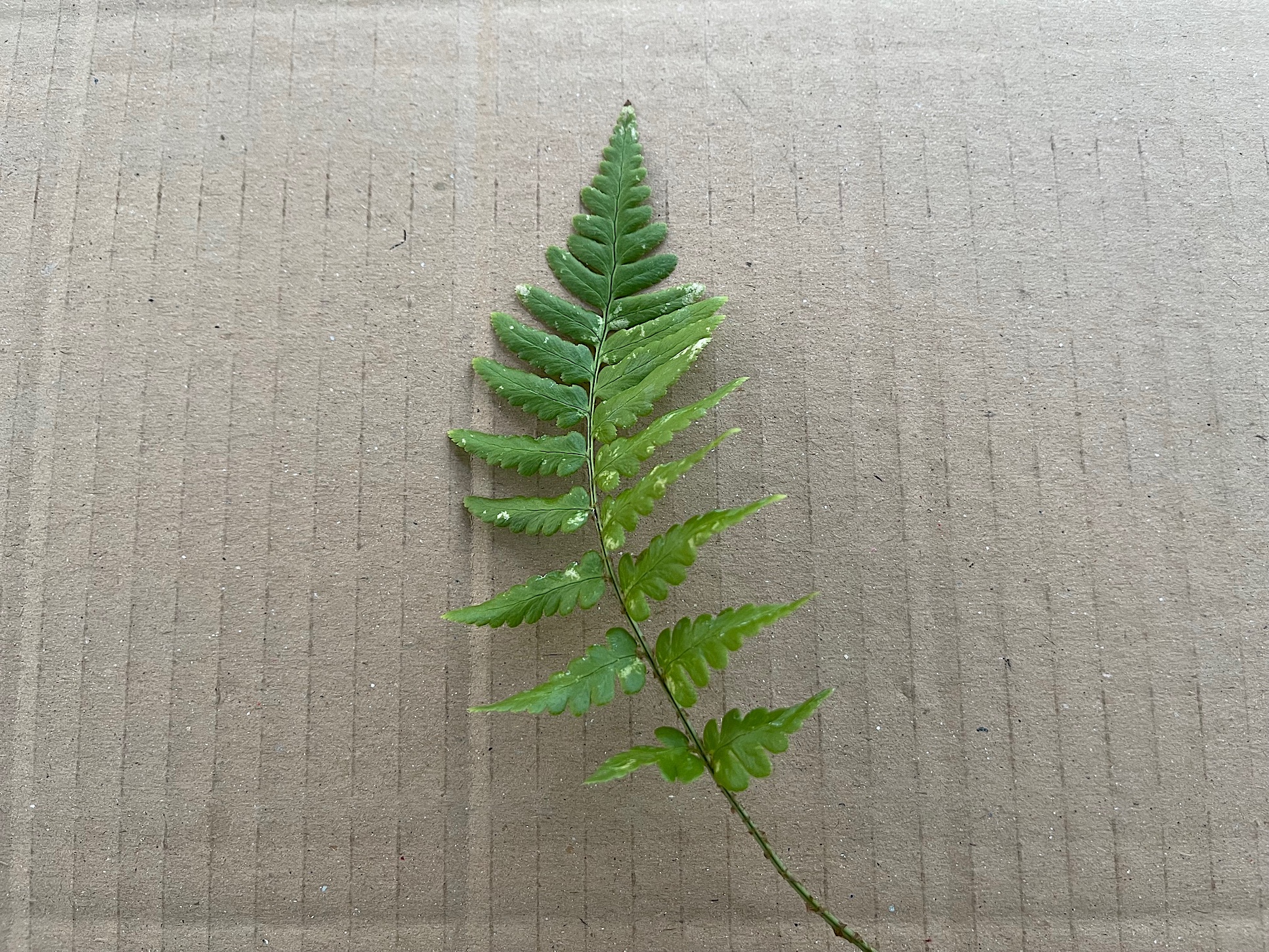 Dryopteris ludoviciana (i.9cmT.) Südlicher Waldfarn | Farne | Stauden ...
