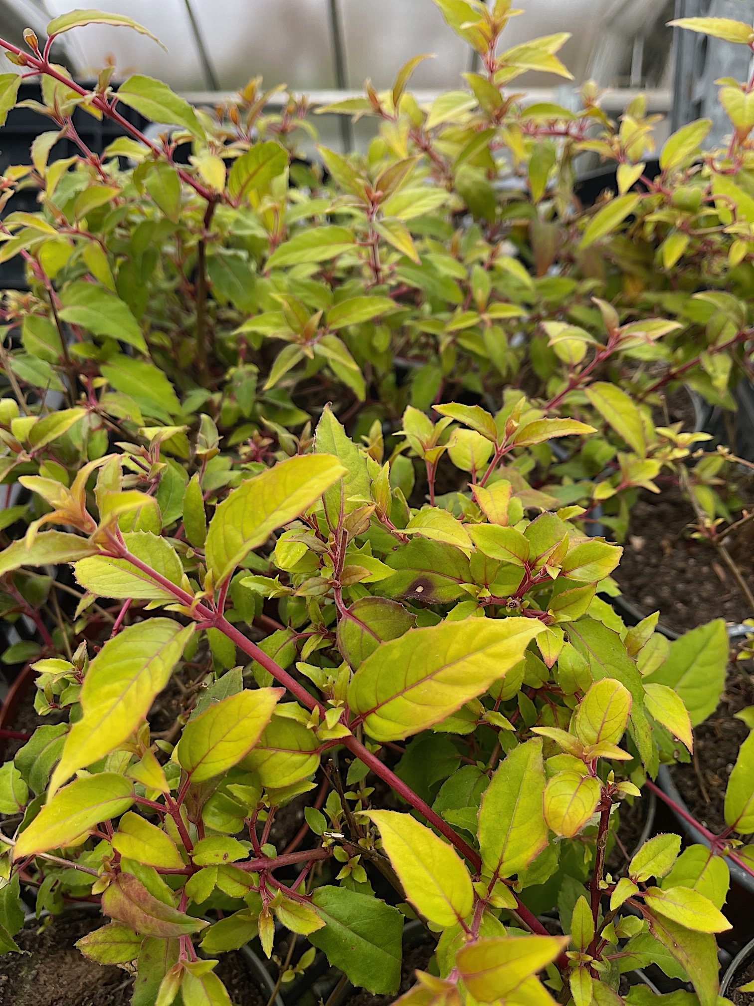 Fuchsia magellanica „Aurea“ (i.14cmT.), Freilandfuchsie | Stauden ...
