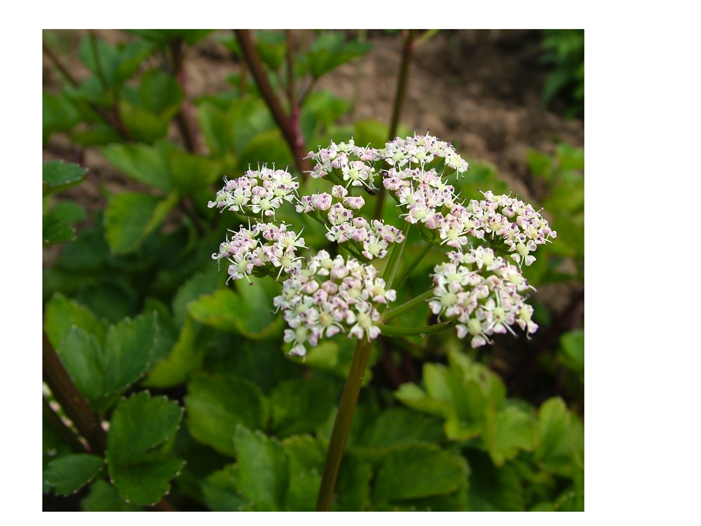Ligusticum scoticum Schottischer Liebstöckel, Mutterwurz (i.10cmT ...
