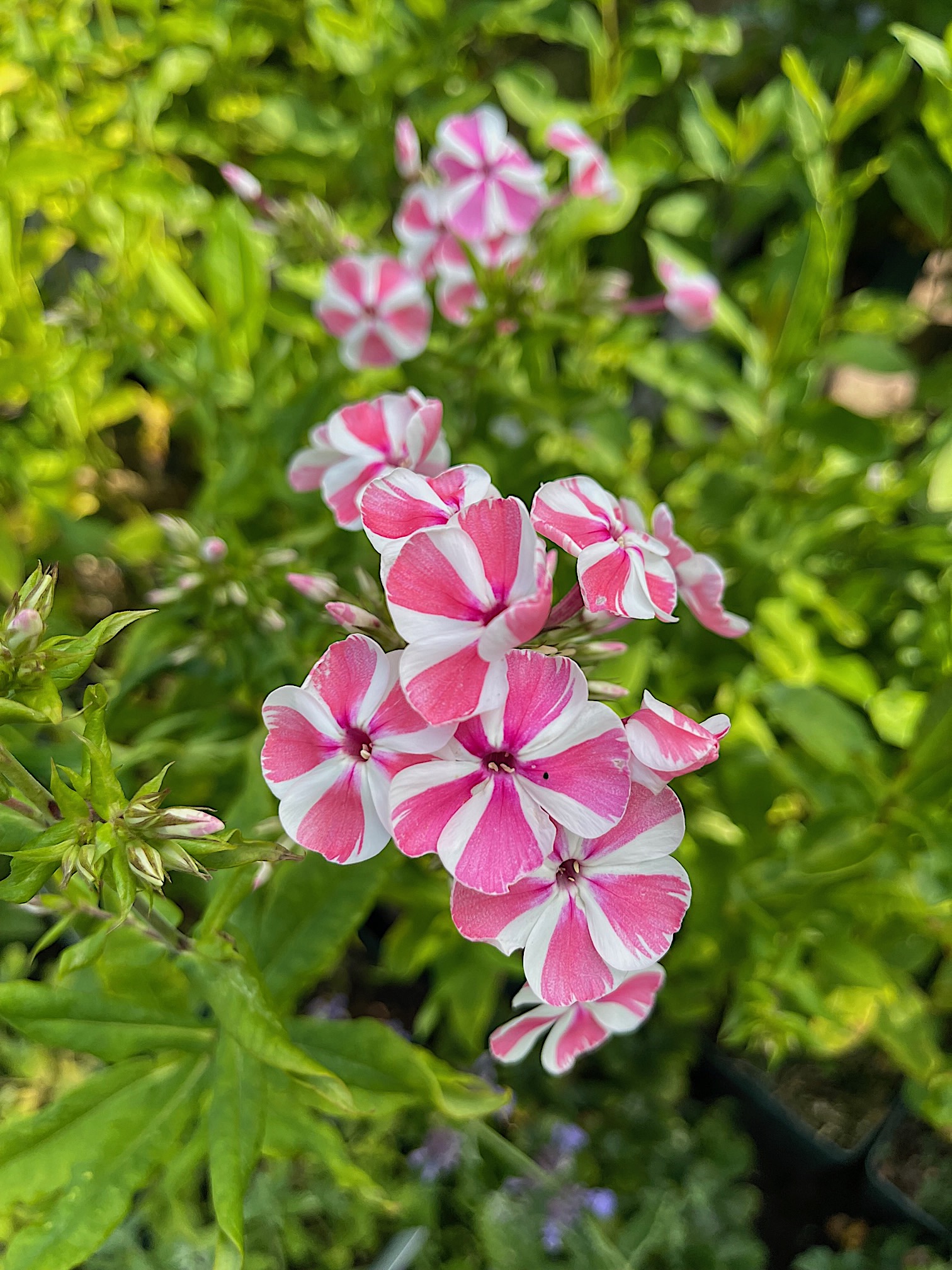 Phlox paniculata „Peppermint Twist“ ® (i.12cmT.) Sommer - Phlox ...