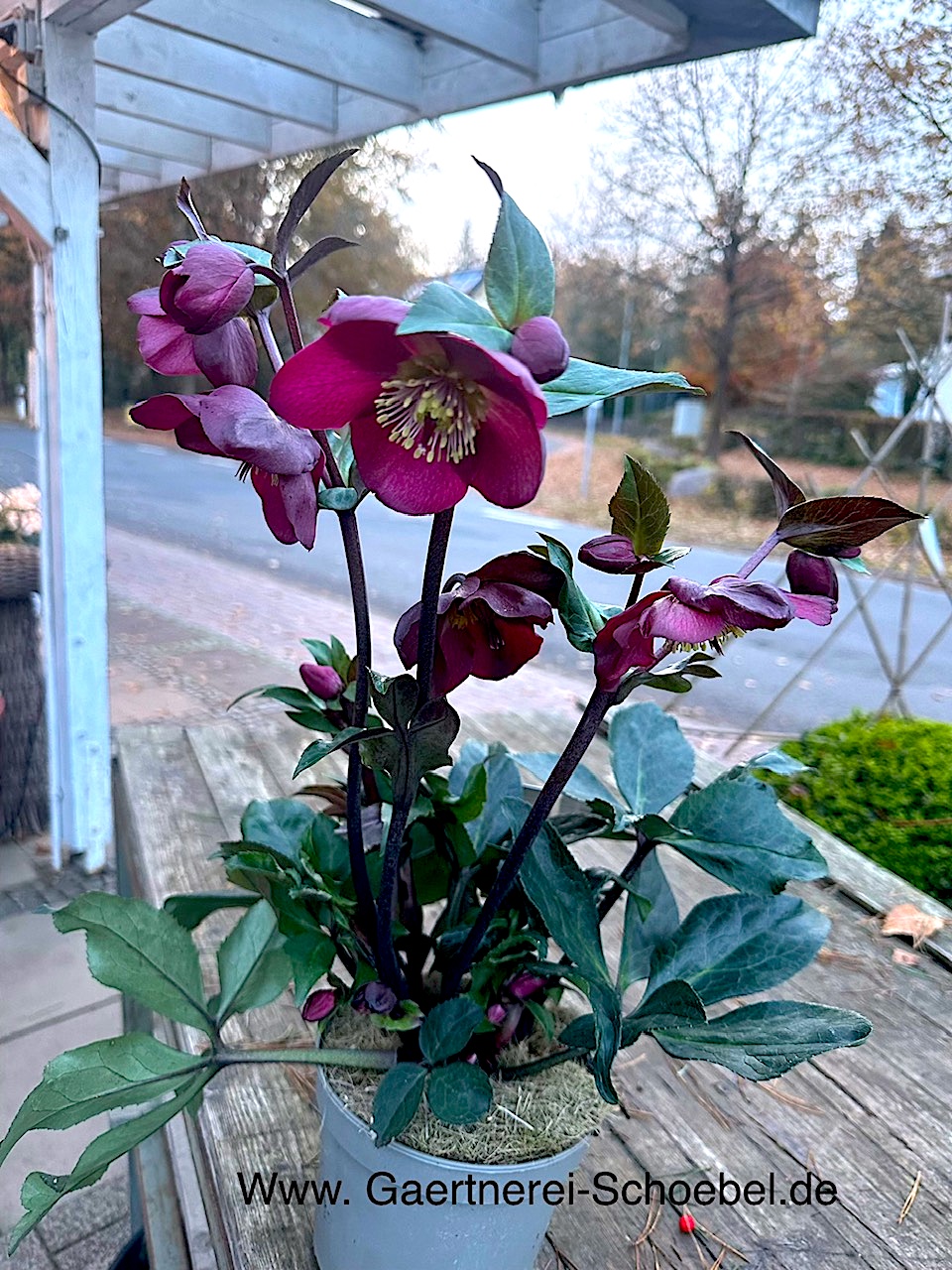 Helleborus x glandorfensis HGC® Ice N' Roses® Red Romance(i.17cmT ...